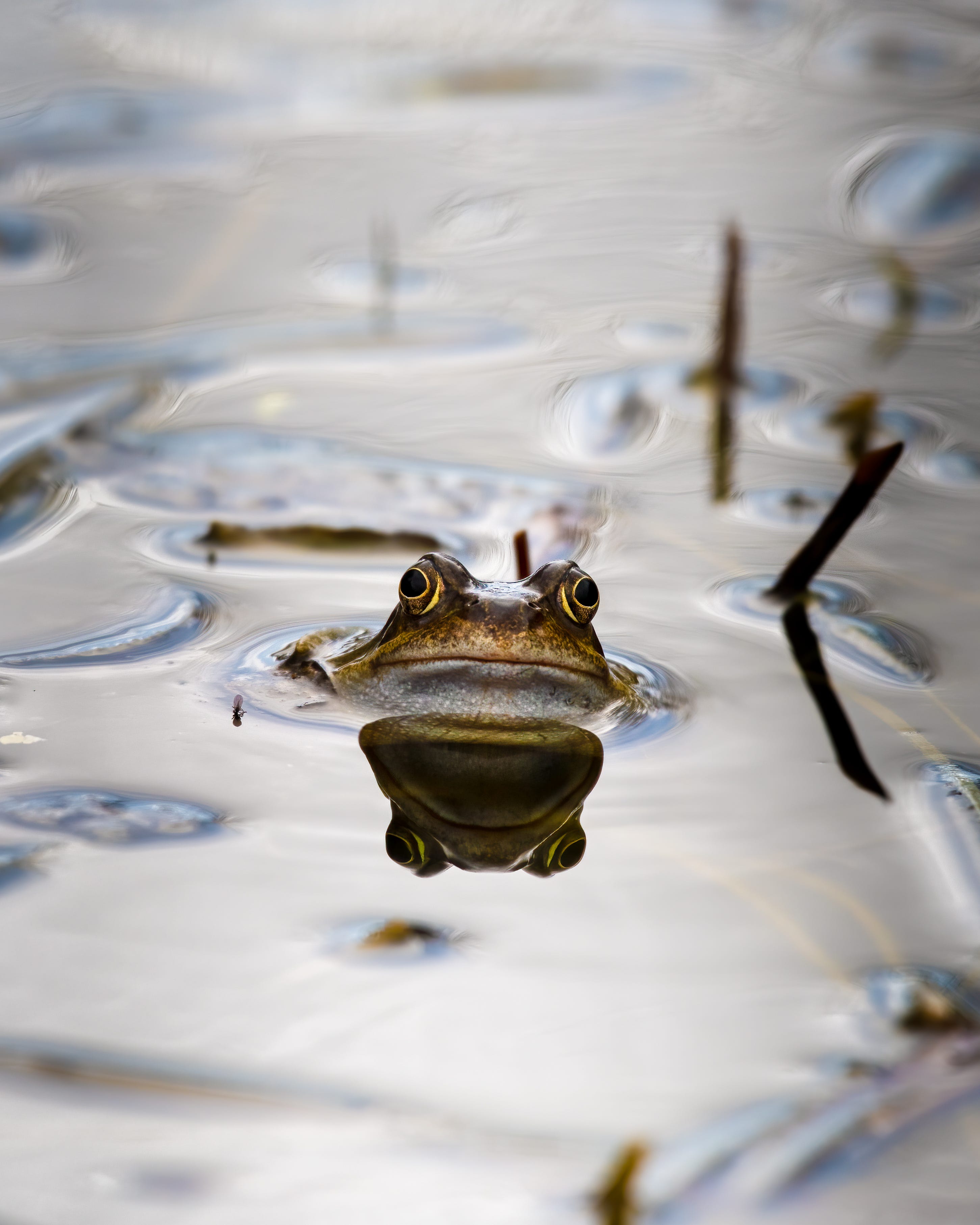 Scrotum Frog